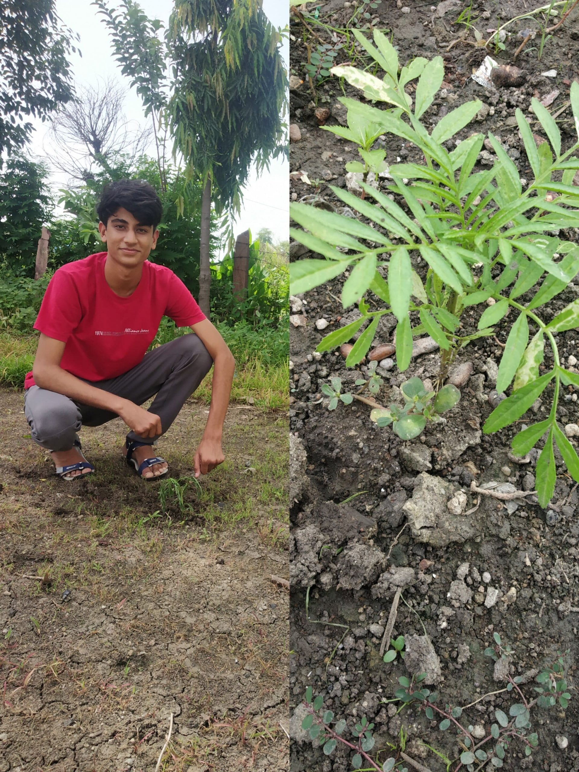Tree plantation – India NCC