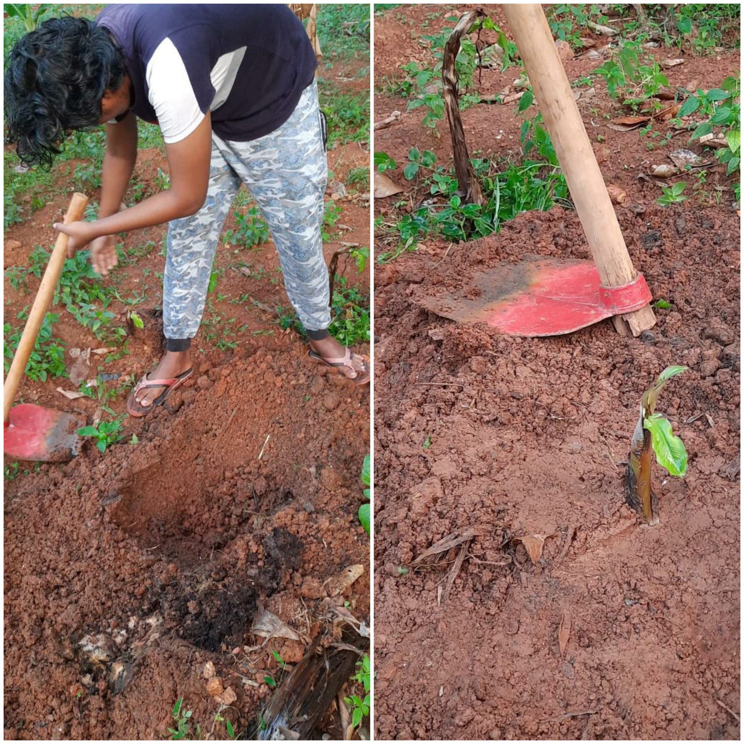 Tree Planting – India NCC