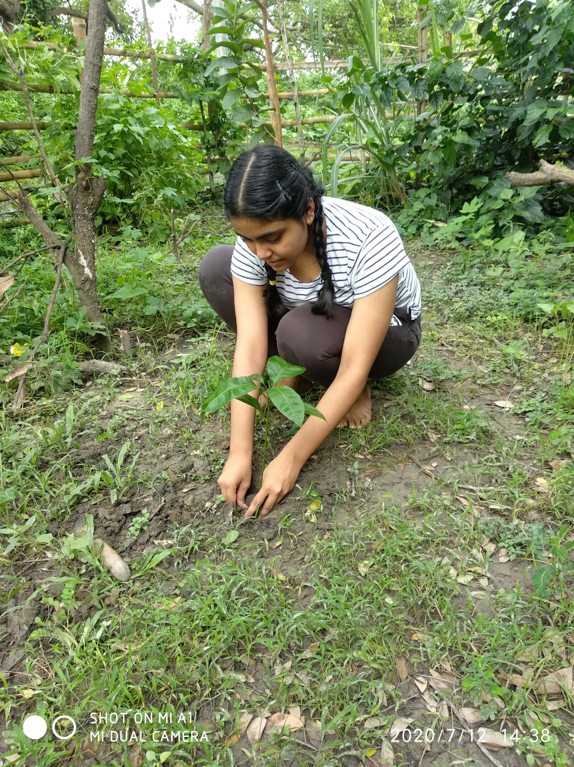 Tree plantation – India NCC