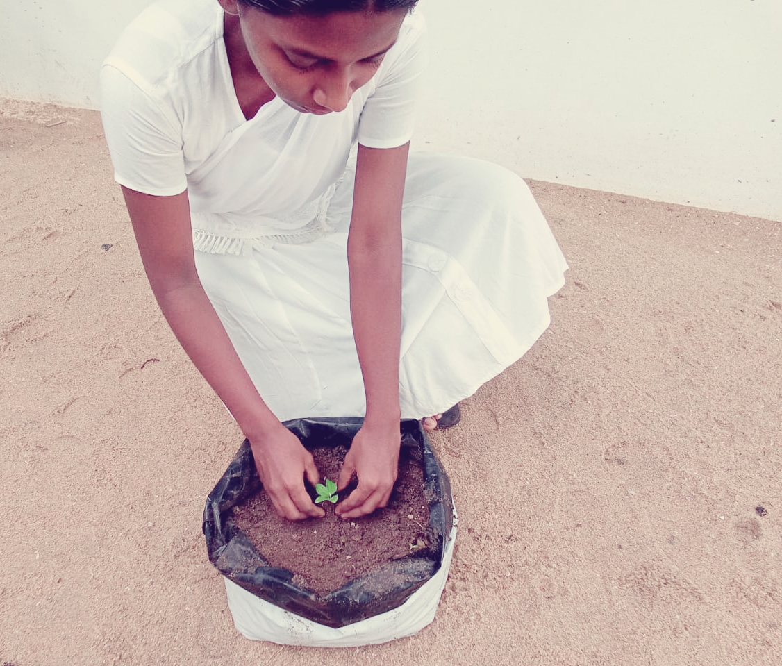 Planting sampling – India NCC