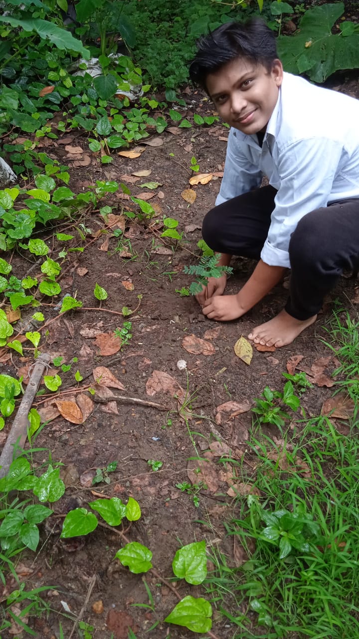 Sapling plant – India NCC