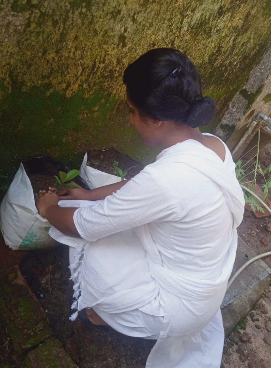 Plant sapling – India NCC