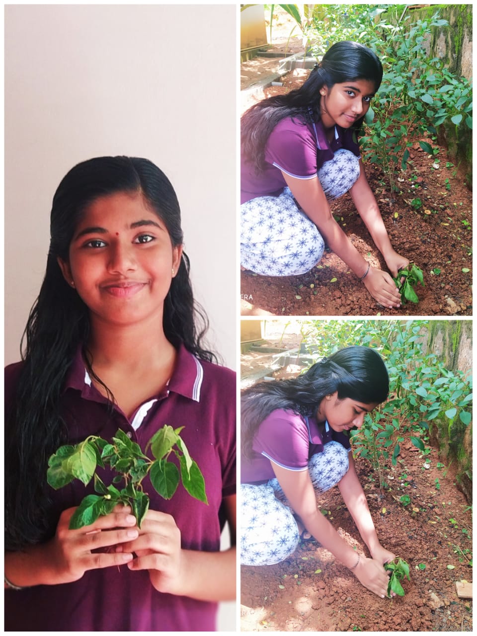 Planting a sapling – India NCC