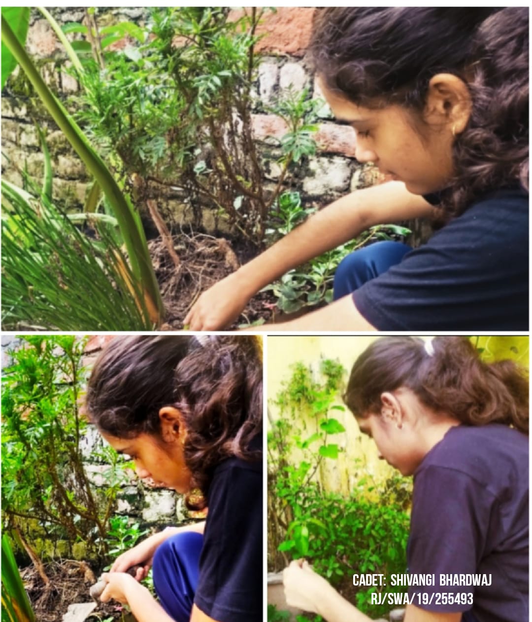 Tree Plantation Day – India NCC