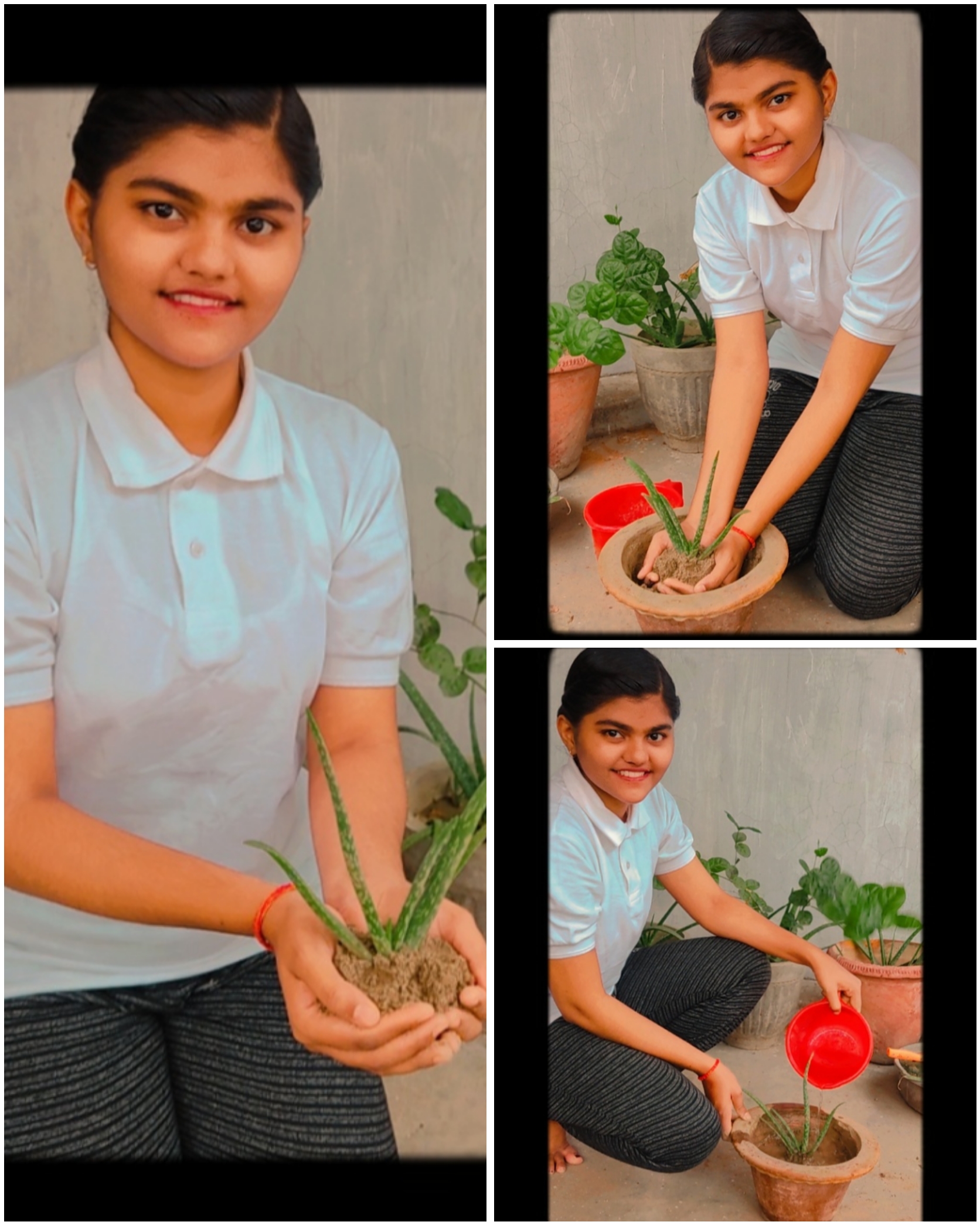 Sapling of plant – India NCC