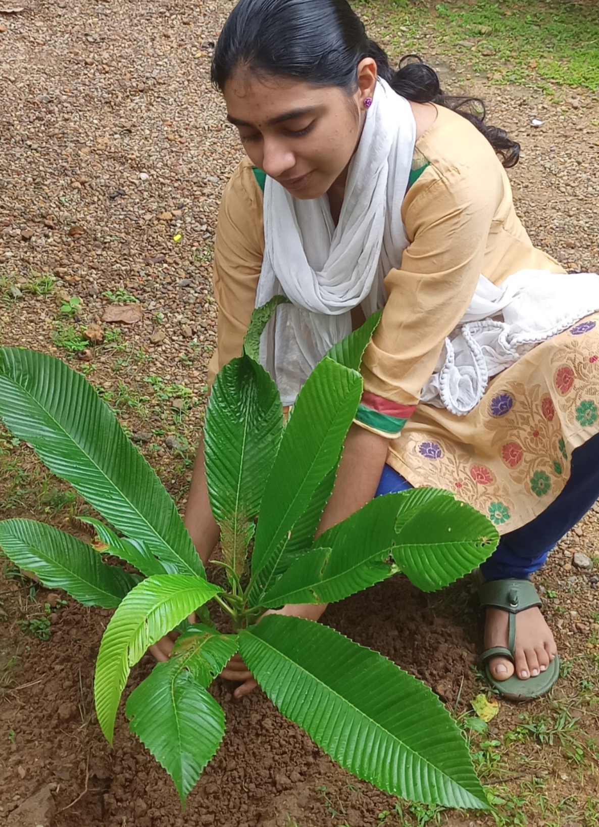 Tree Plantation – India NCC
