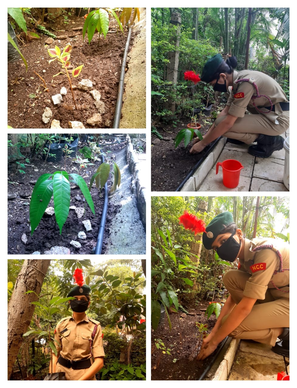 Tree Plantation – India NCC