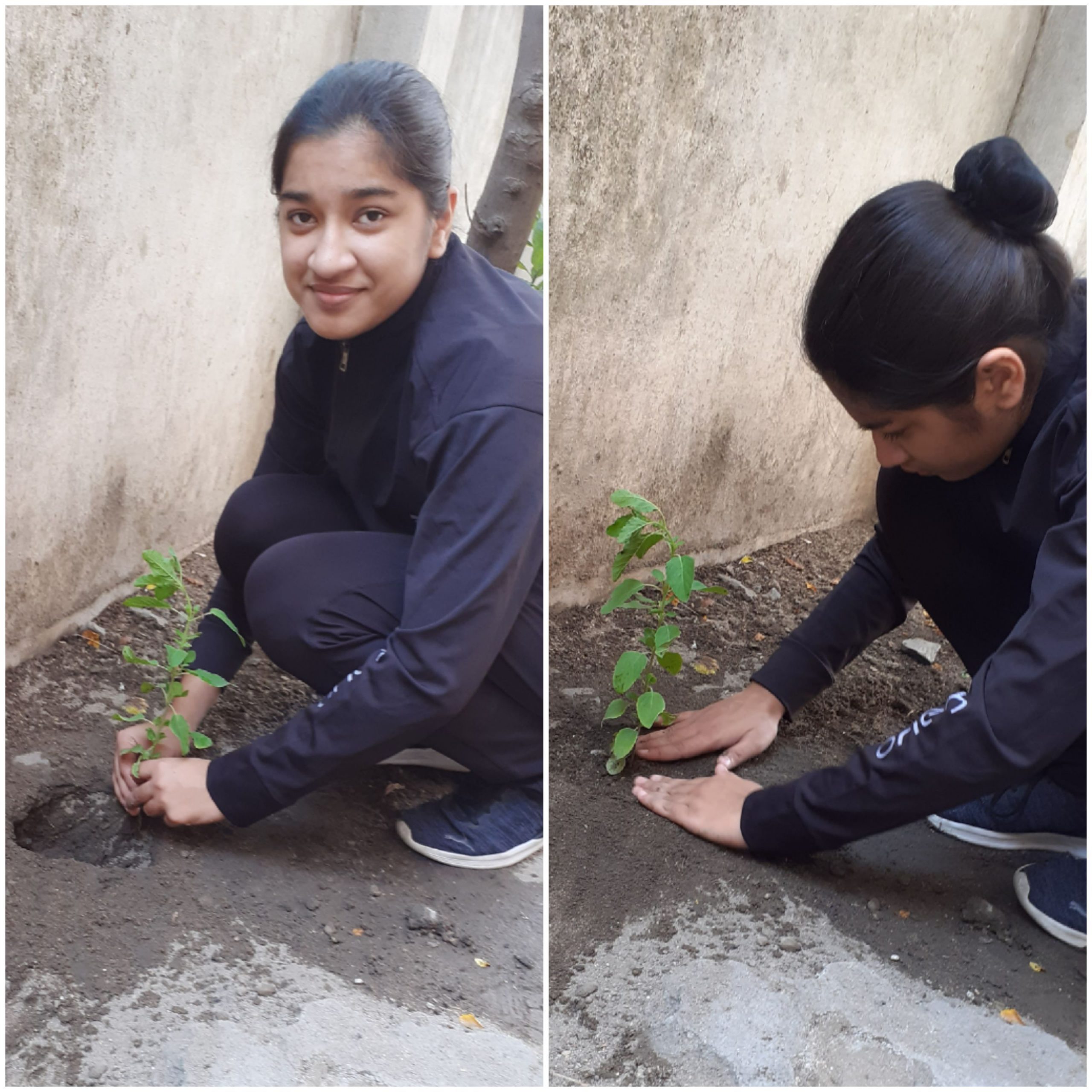Tree plantation – India NCC
