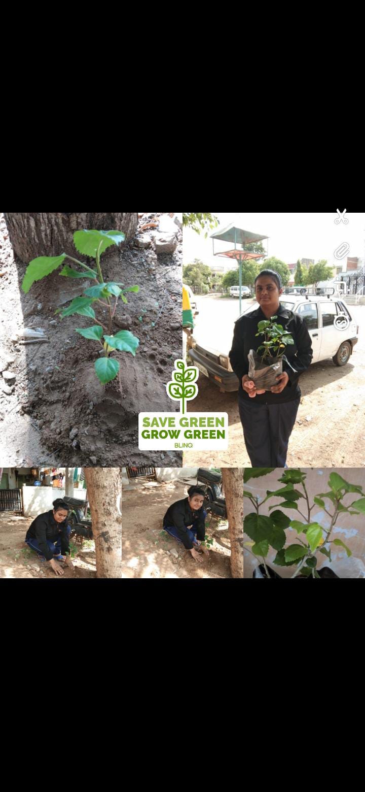 Tree plantation – India NCC