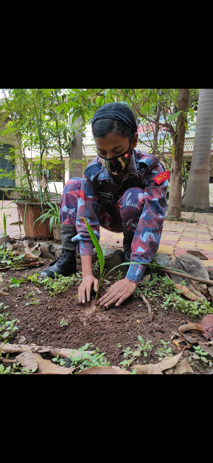 Tree plantations – India NCC