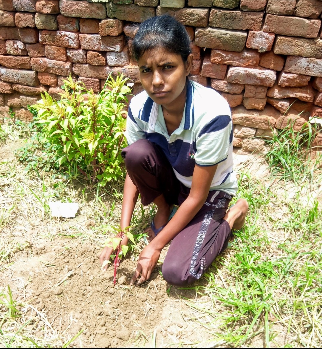 Tree plantation – India NCC