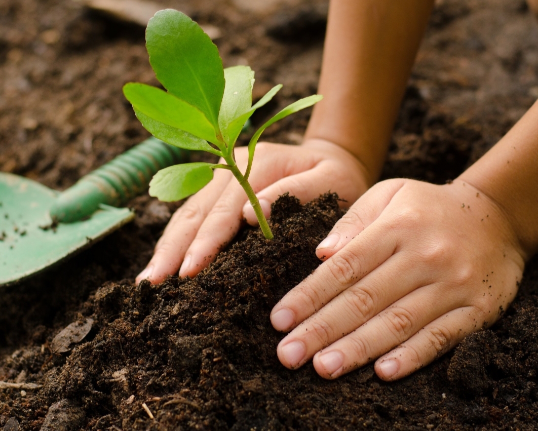 Tree Planting – India NCC