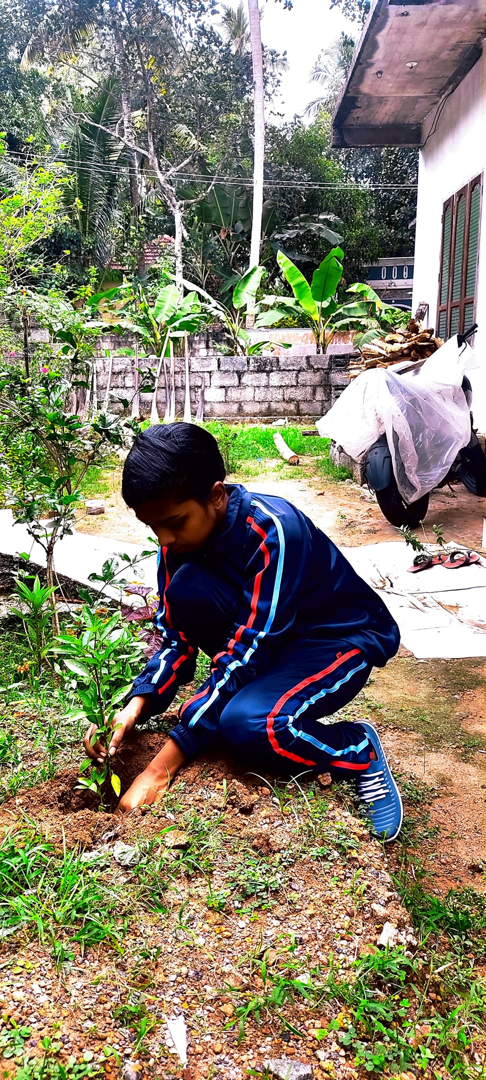 TREE PLANTATION – POSTER – India NCC