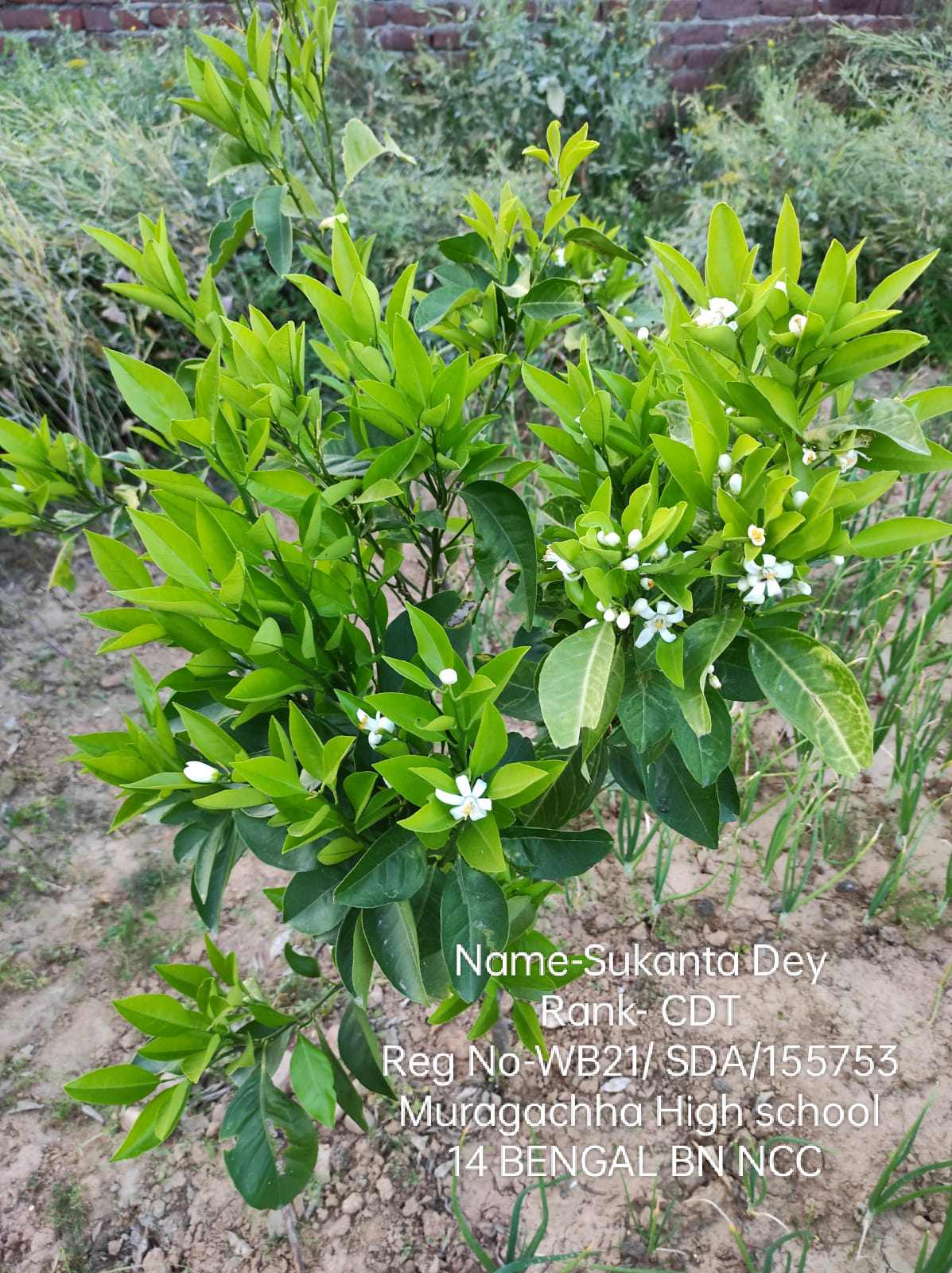 Orenge Tree ? – India NCC