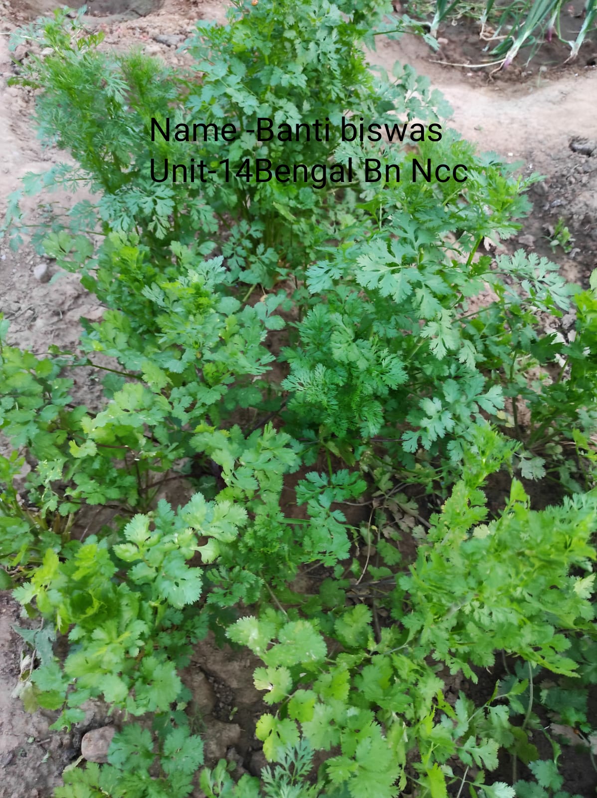 Coriander leaves tree – India NCC