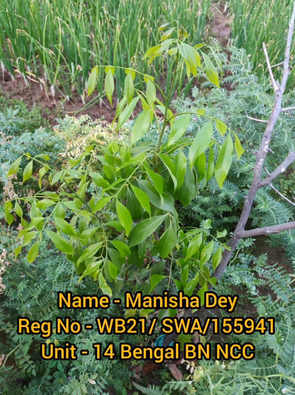 Neem Tree – India NCC