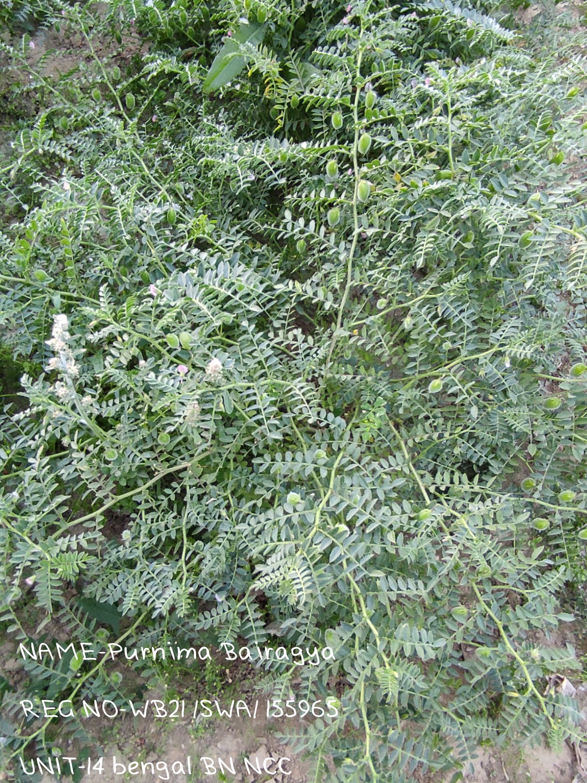 Chole plant – India NCC