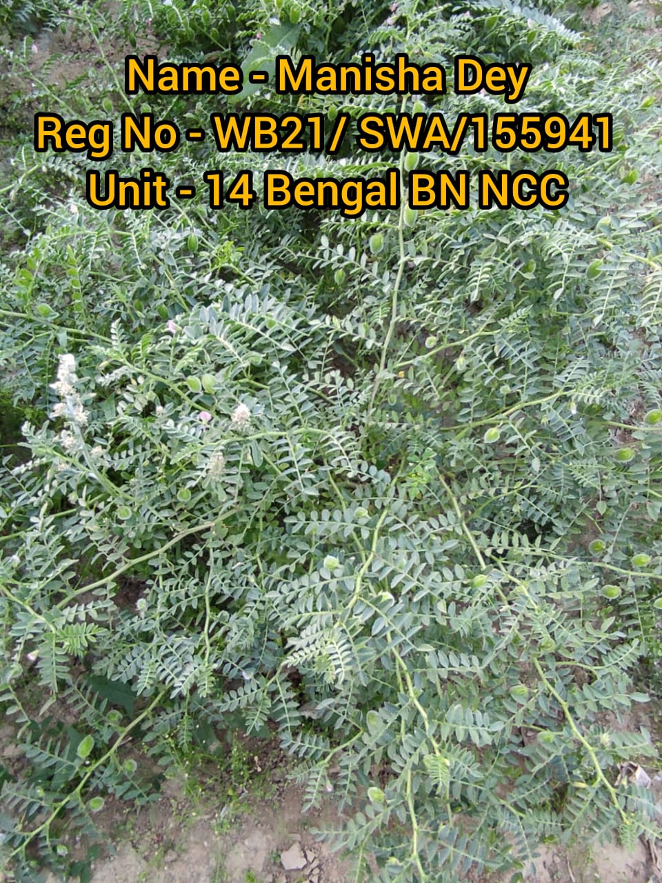 Chola tree – India NCC