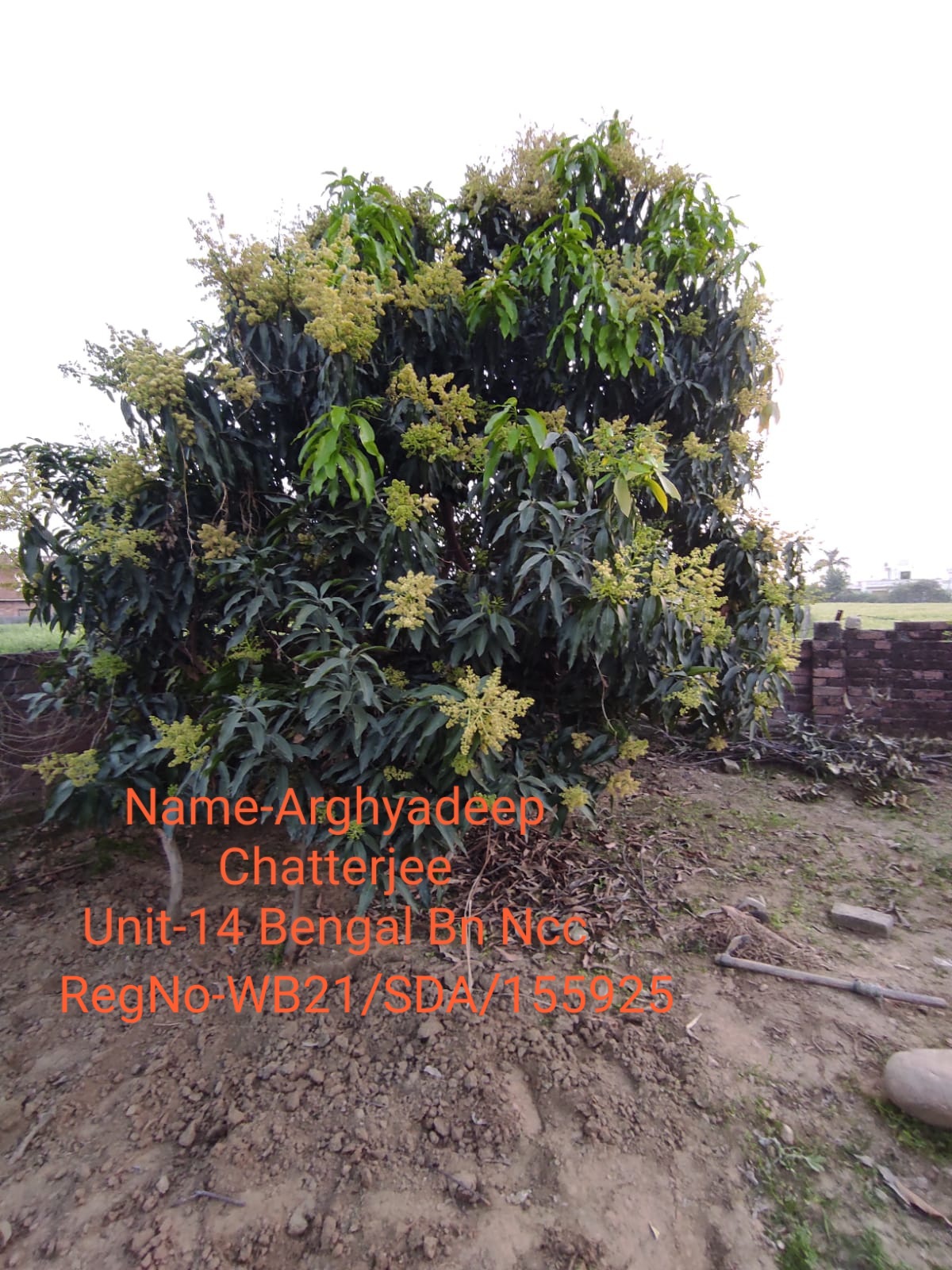 Mango trees – India NCC
