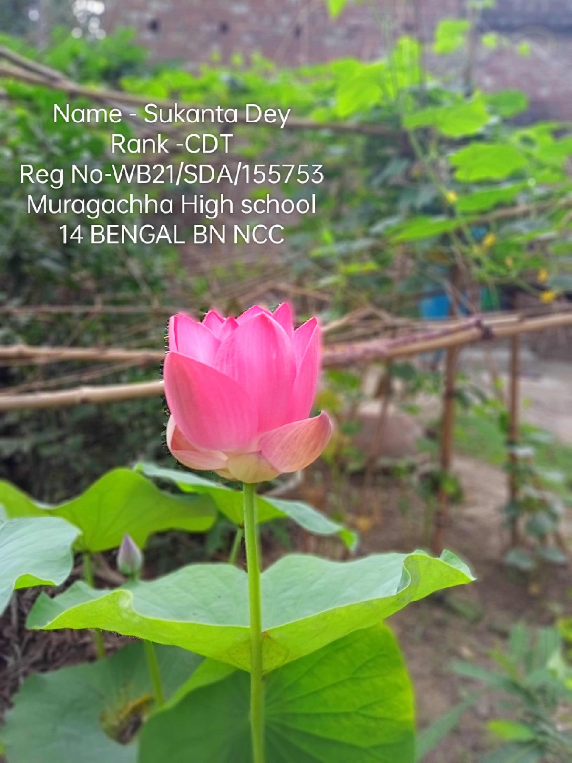 Home Lotus – India NCC